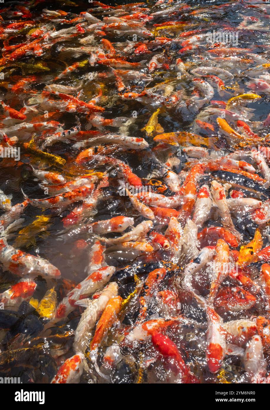 Fish in pond at Sunworld Resort Hon Thom on Phu Quoc Island in Vietnam ...