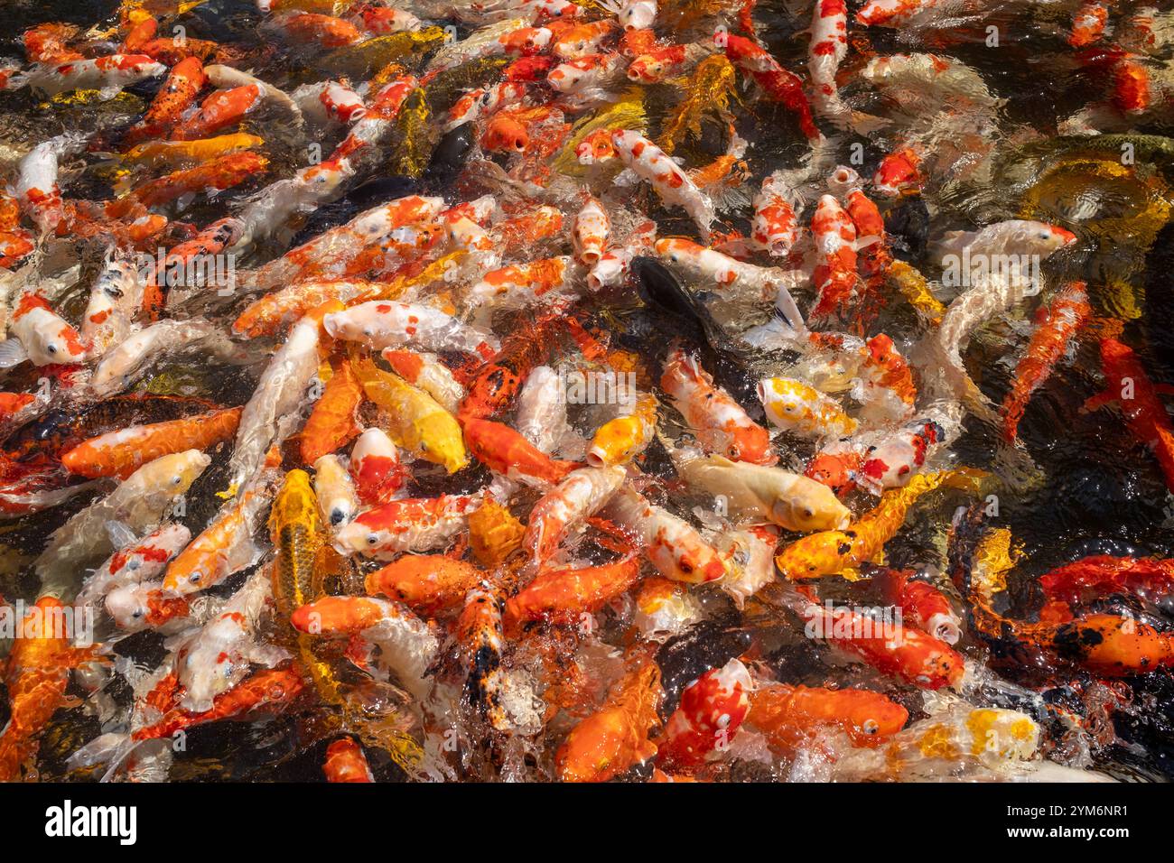 Fish in pond at Sunworld Resort Hon Thom on Phu Quoc Island in Vietnam ...