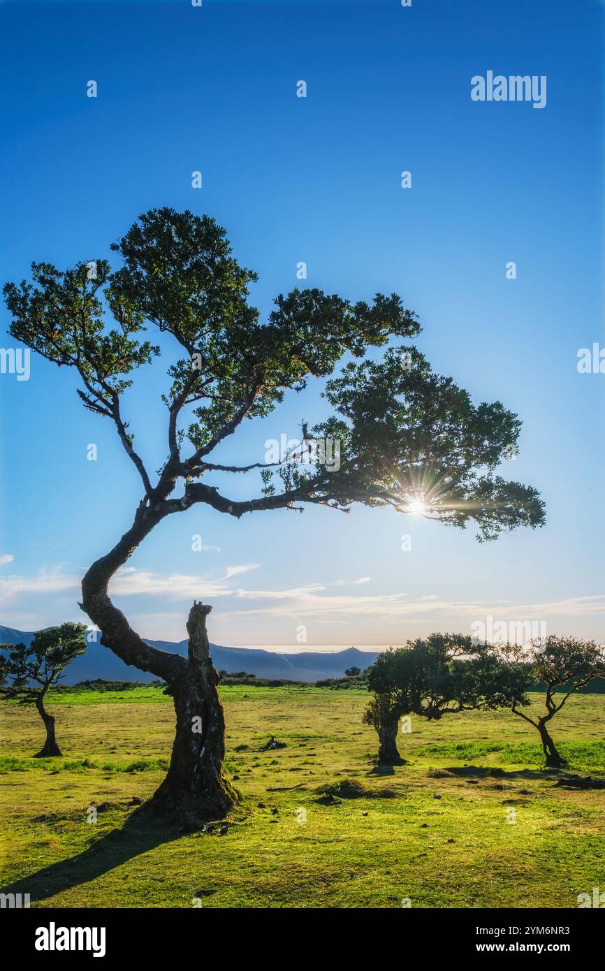 Fanal forest trees on Madeira island, Portugal Stock Photo - Alamy