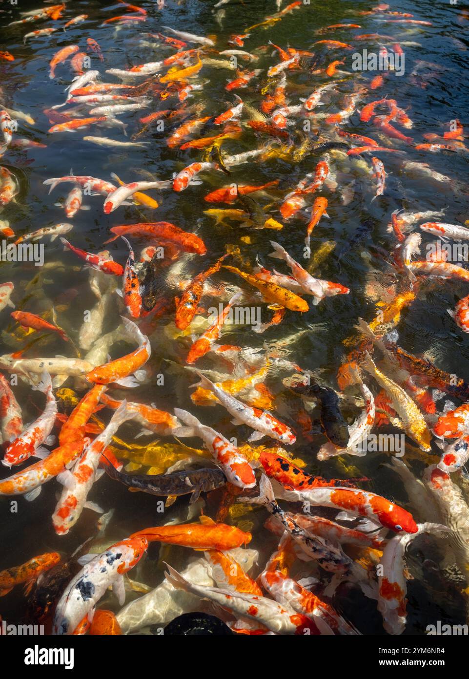 Fish in pond at Sunworld Resort Hon Thom on Phu Quoc Island in Vietnam ...