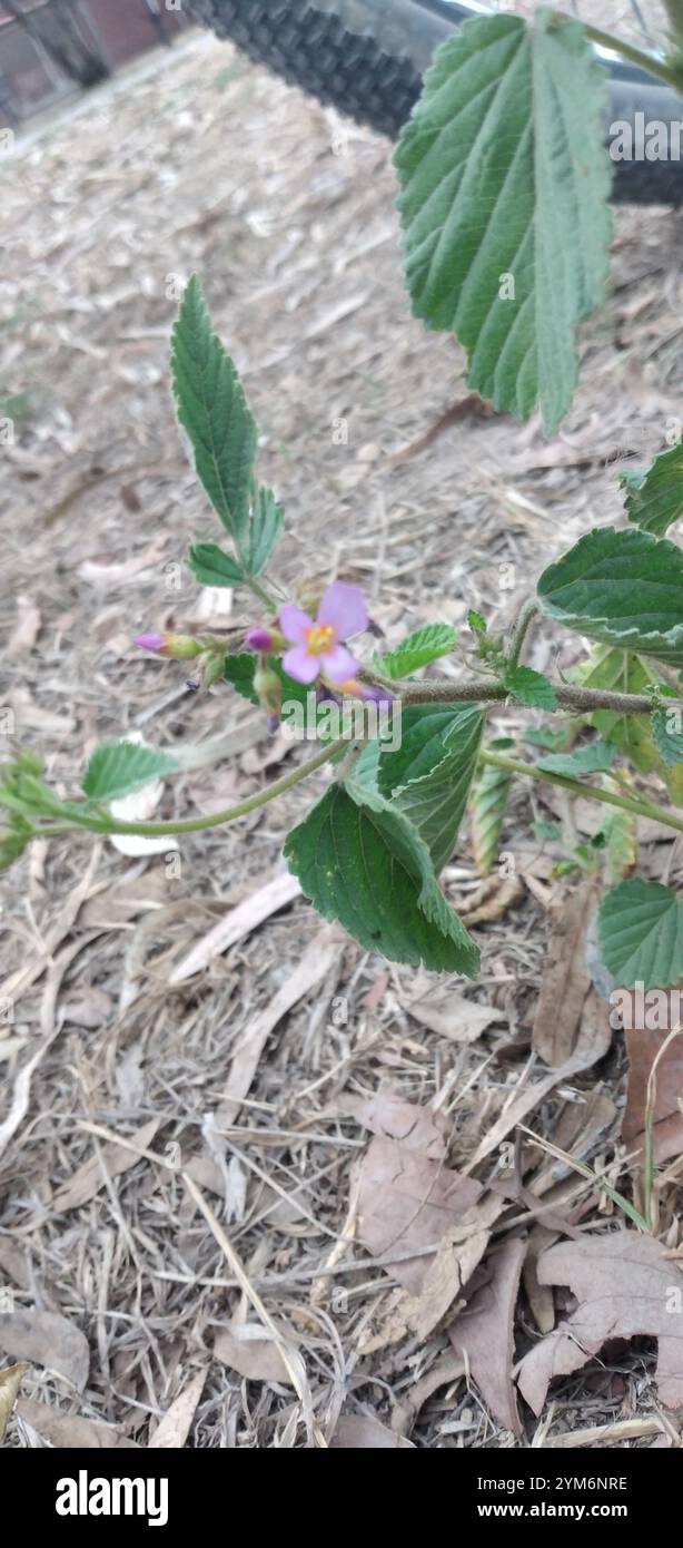 Pyramid Flower (Melochia pyramidata Stock Photo - Alamy