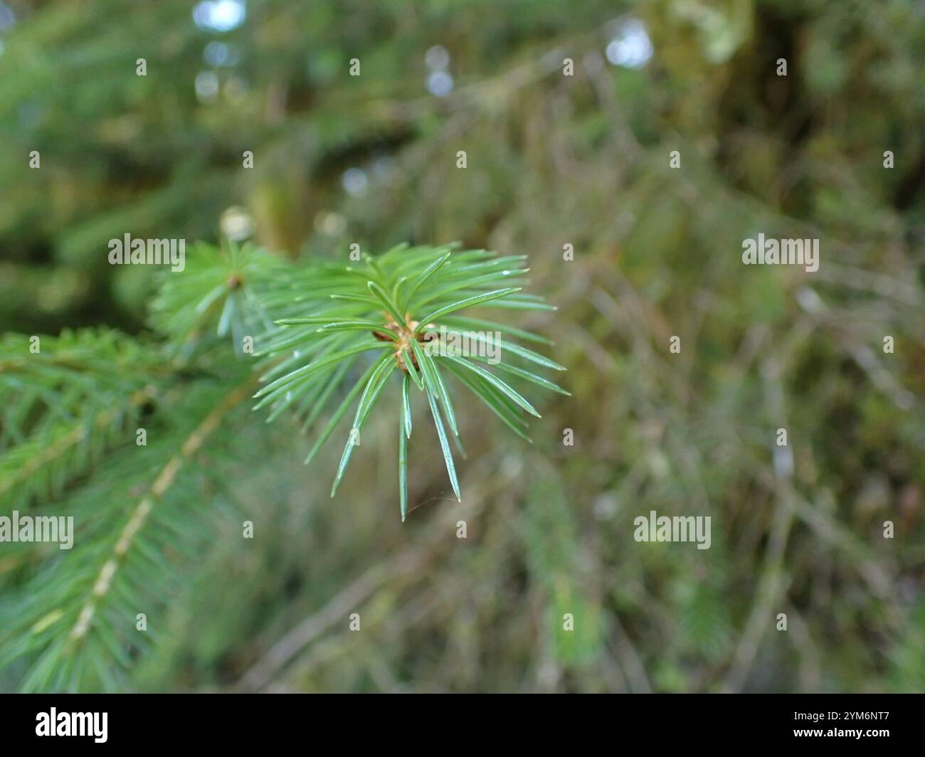 Sitka spruce (Picea sitchensis Stock Photo - Alamy
