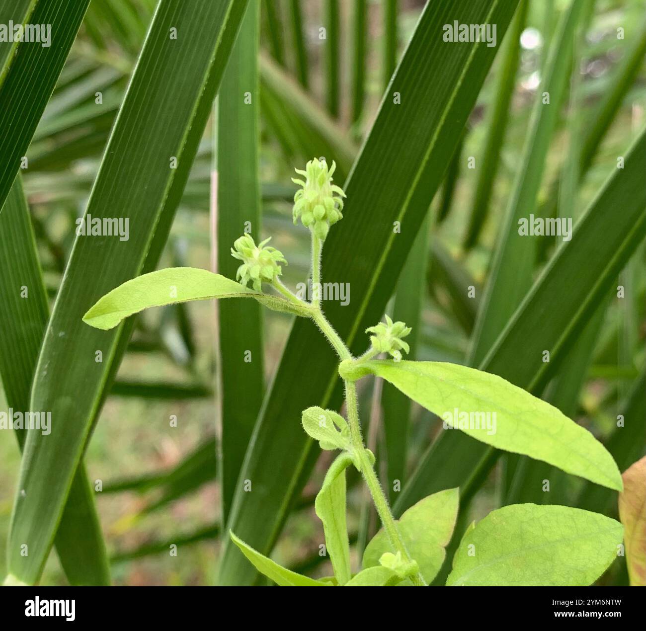 Climbing Aster (Ampelaster carolinianus Stock Photo - Alamy