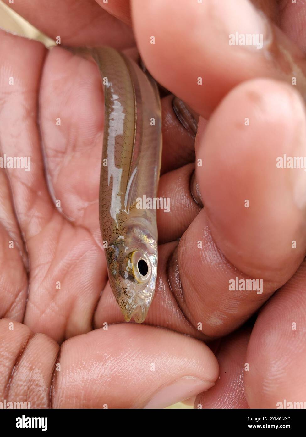 Atlantic silverside hi-res stock photography and images - Alamy