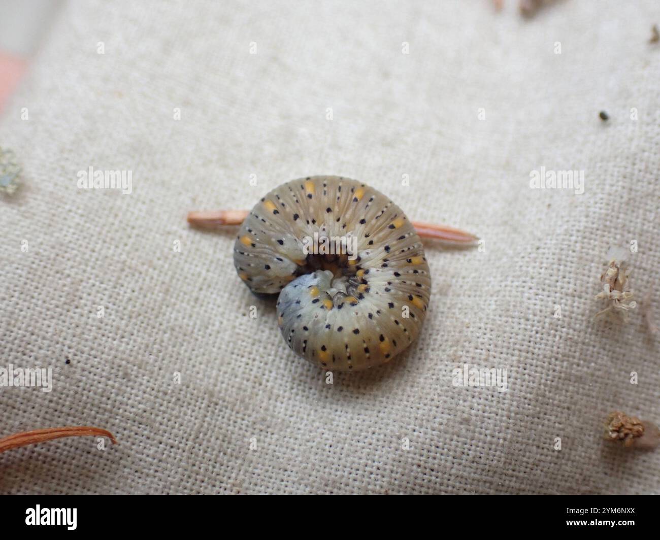 Sawflies, Horntails, and Wood Wasps (Symphyta Stock Photo - Alamy