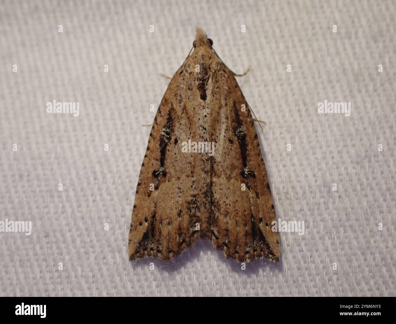California Cloverworm Moth (Hypena californica Stock Photo - Alamy