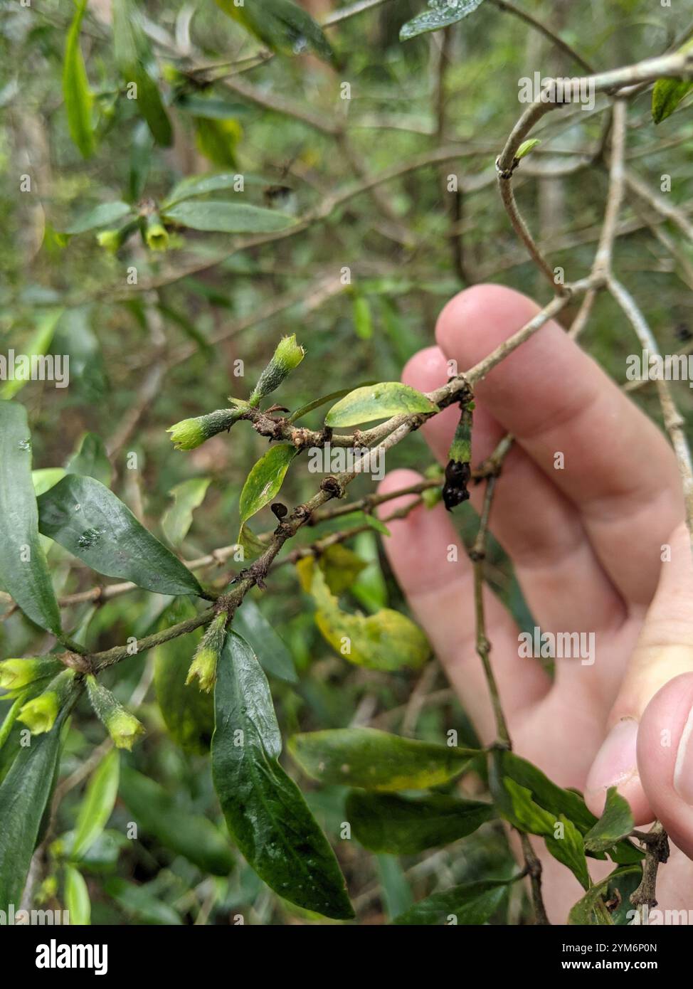 narrow-leaved gardenia (Atractocarpus chartaceus Stock Photo - Alamy