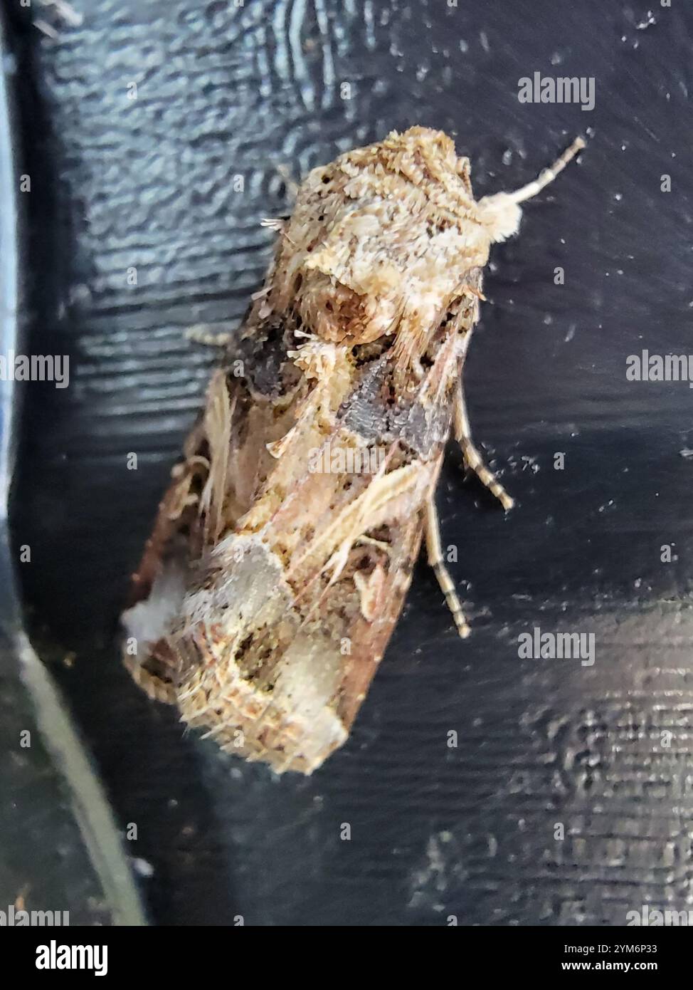 Yellow-striped Armyworm Moth (Spodoptera ornithogalli Stock Photo - Alamy