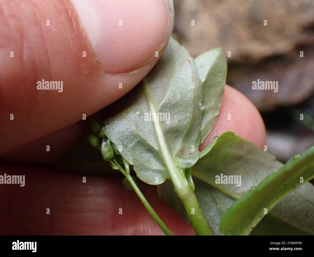 American brooklime hi-res stock photography and images - Alamy