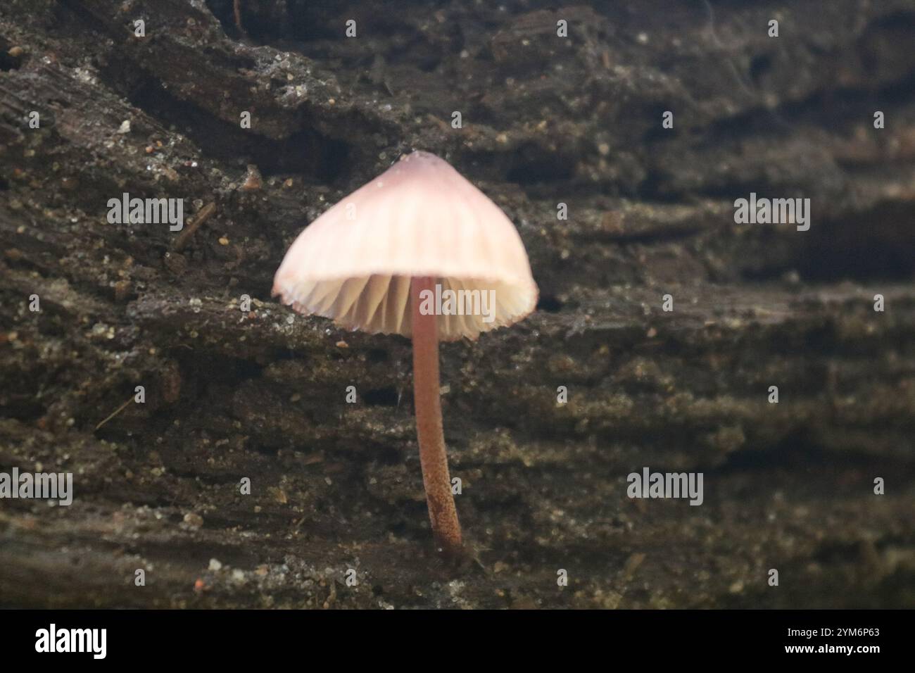 Bleeding Fairy Helmet (Mycena haematopus Stock Photo - Alamy