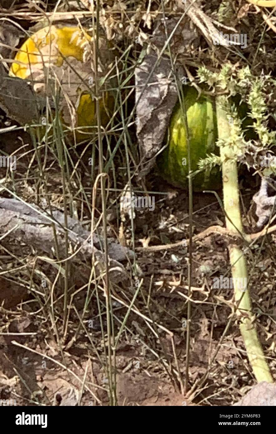 Buffalo Gourd (Cucurbita foetidissima Stock Photo - Alamy