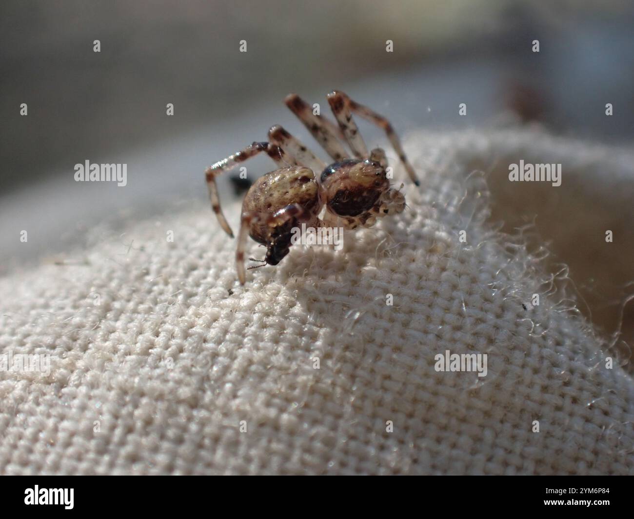Running Crab Spiders (Philodromidae Stock Photo - Alamy