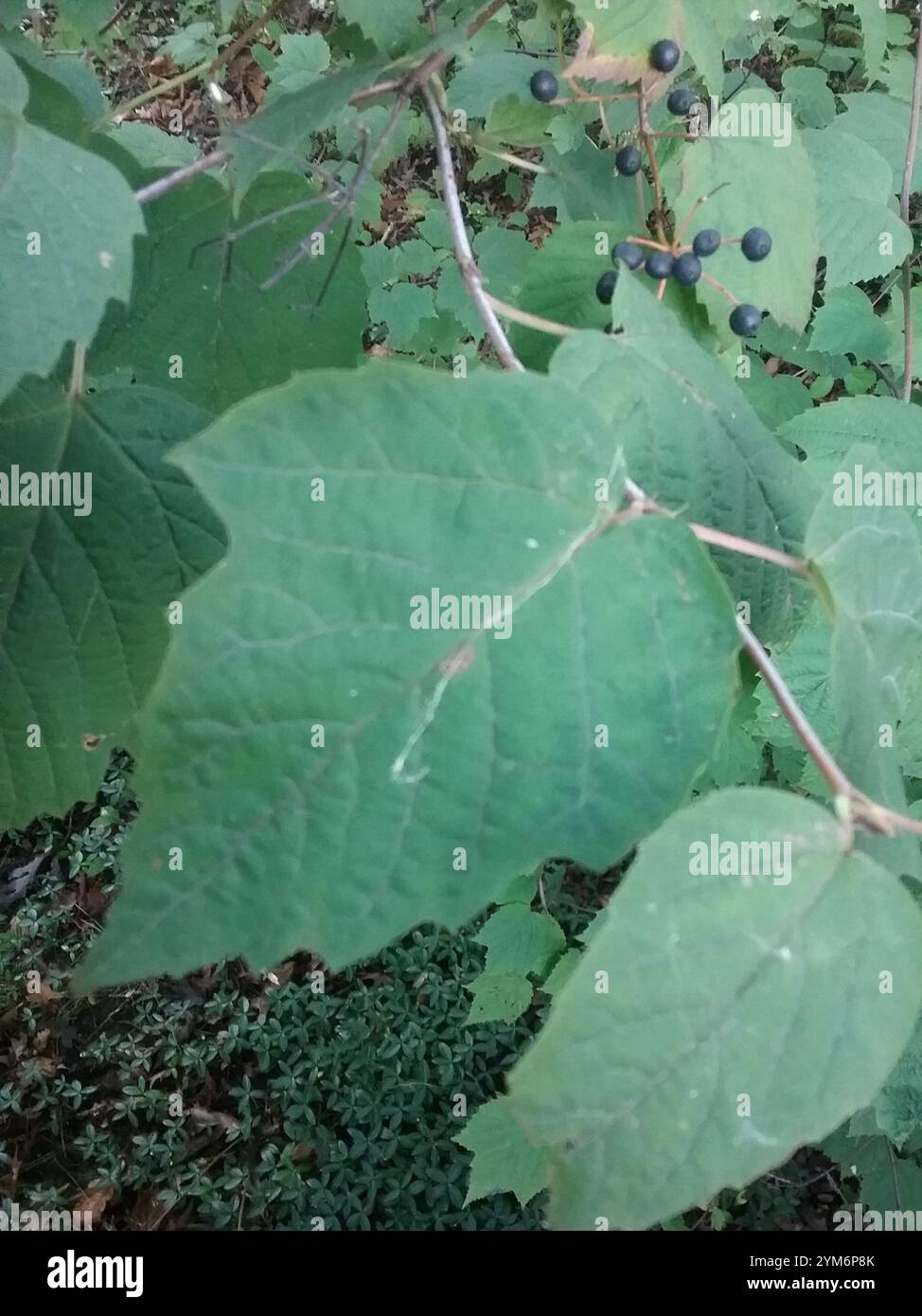 mapleleaf viburnum (Viburnum acerifolium Stock Photo - Alamy