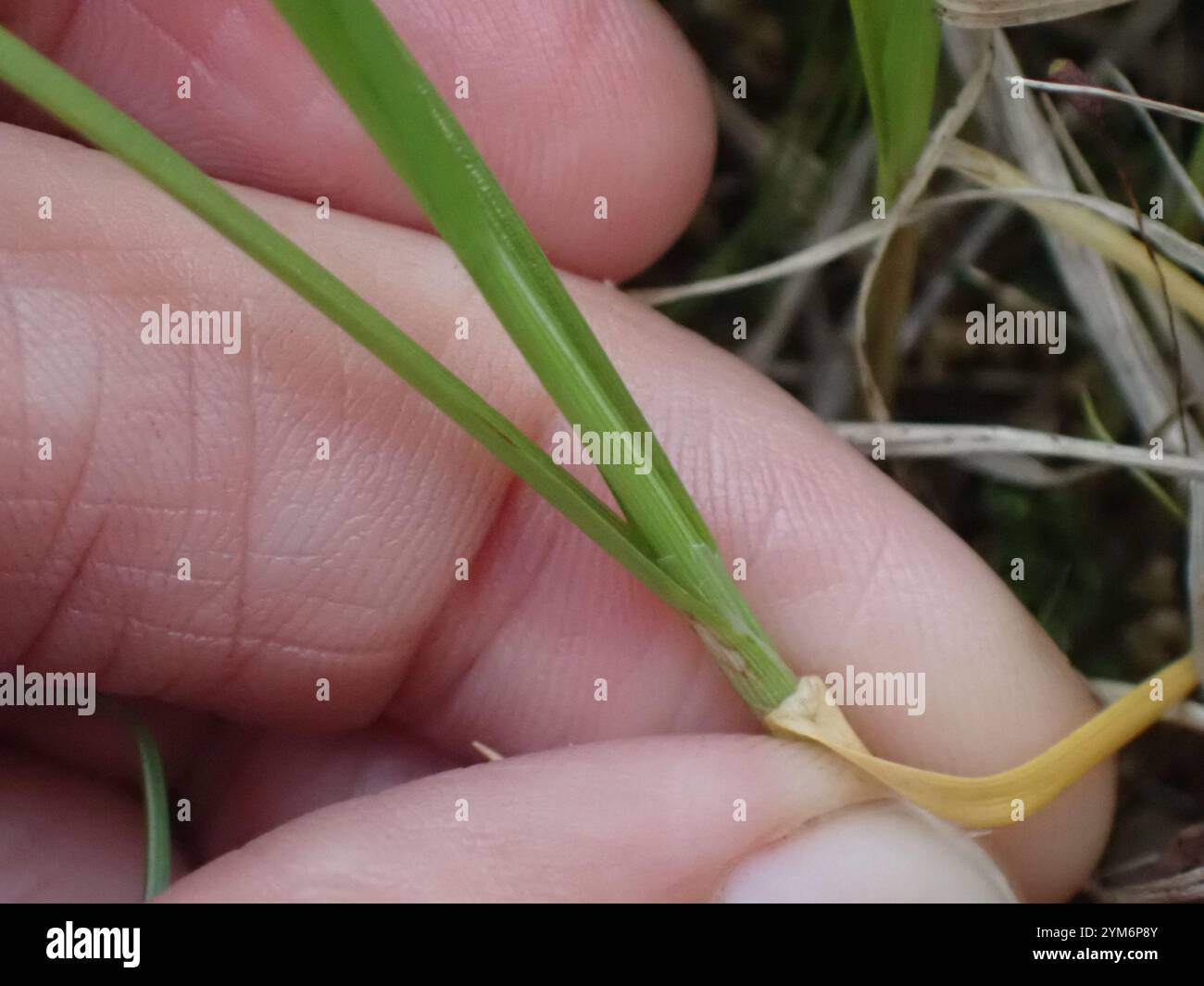 true sedges (Carex Stock Photo - Alamy