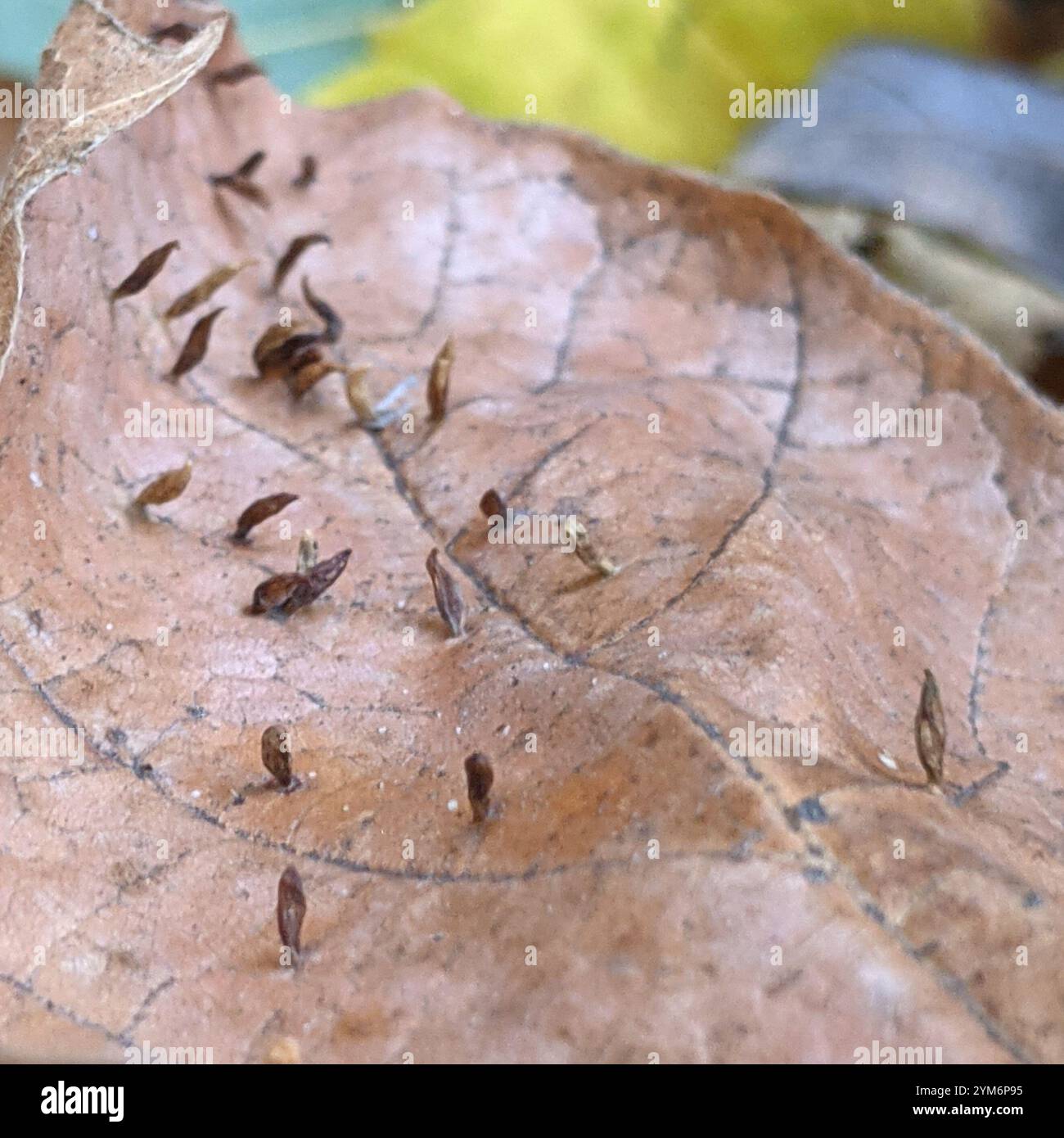 Maple Spindle Gall Mite (Vasates aceriscrumena Stock Photo - Alamy