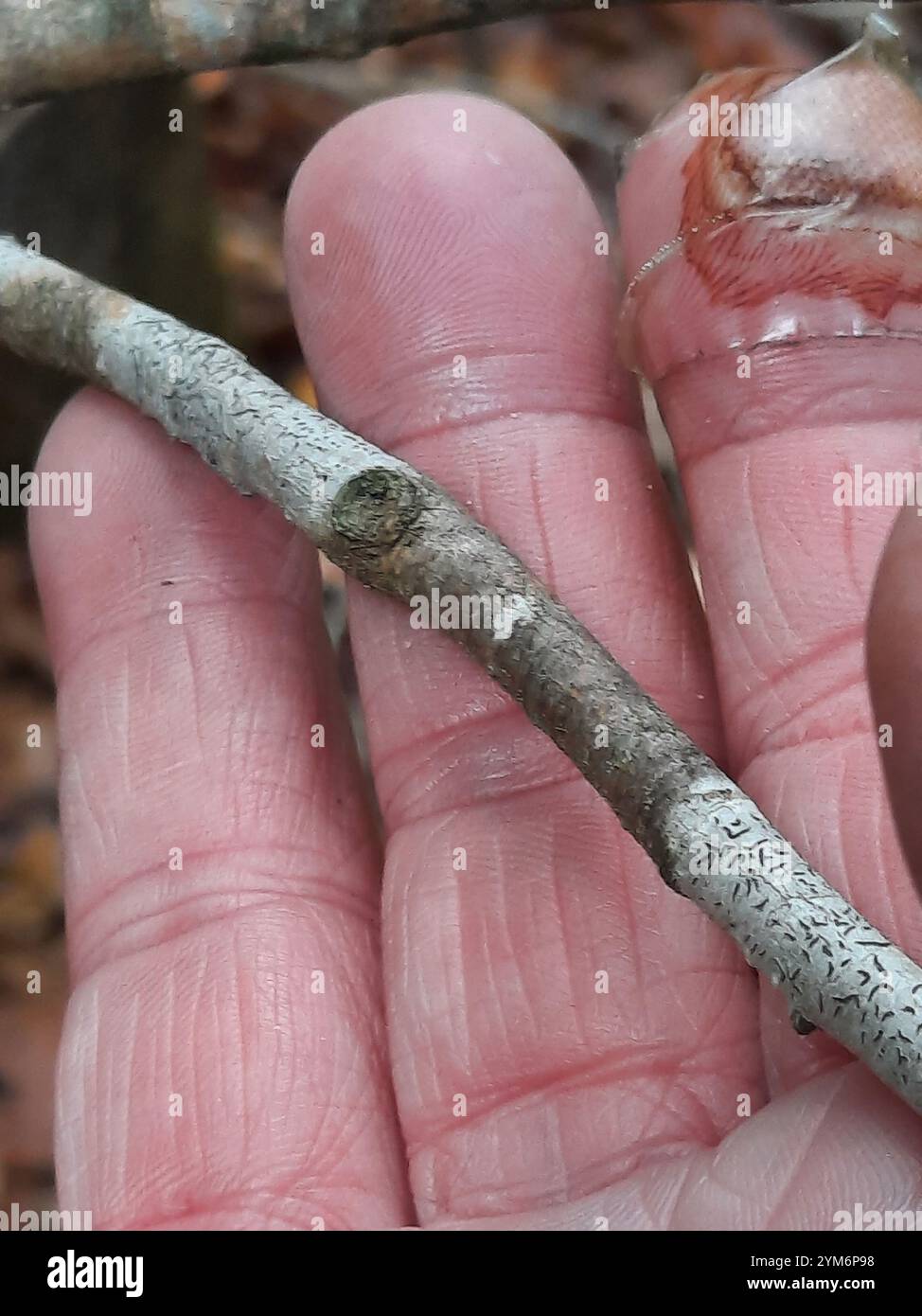 eastern leatherwood (Dirca palustris Stock Photo - Alamy