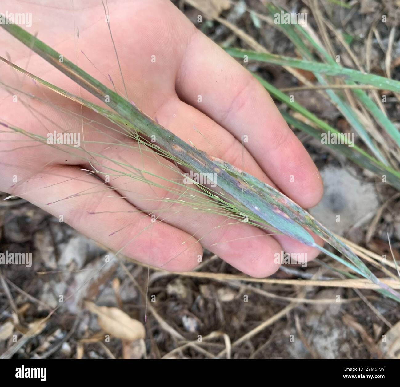 Elliott's lovegrass (Eragrostis elliottii Stock Photo - Alamy