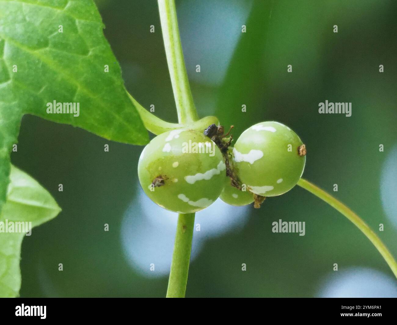 Diplocyclos palmatus hi-res stock photography and images - Alamy