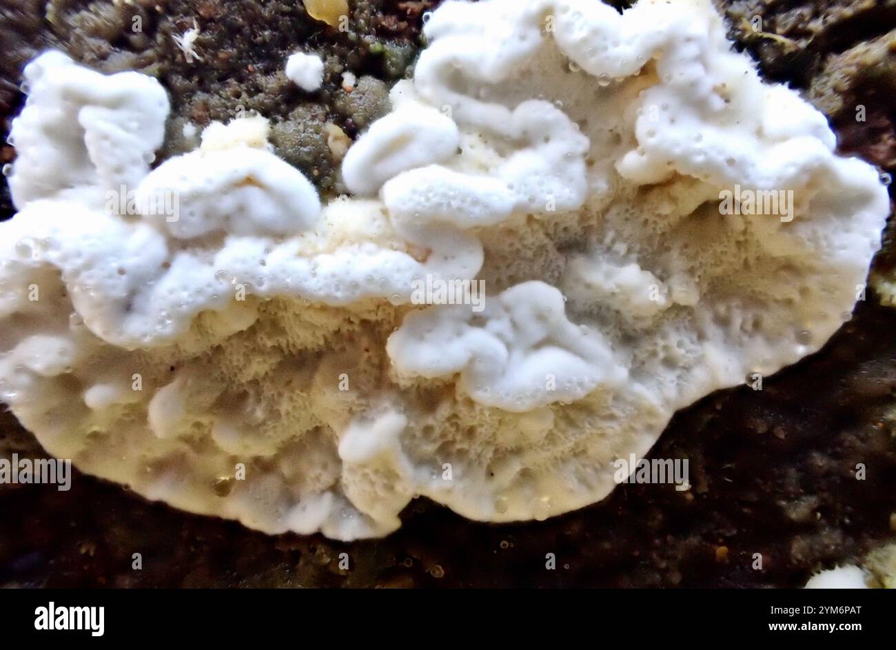 shelf fungi (Polyporales Stock Photo - Alamy