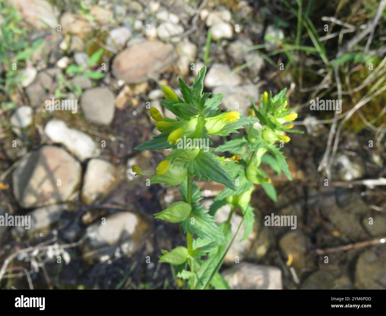 Little Yellow Rattle (Rhinanthus groenlandicus Stock Photo - Alamy