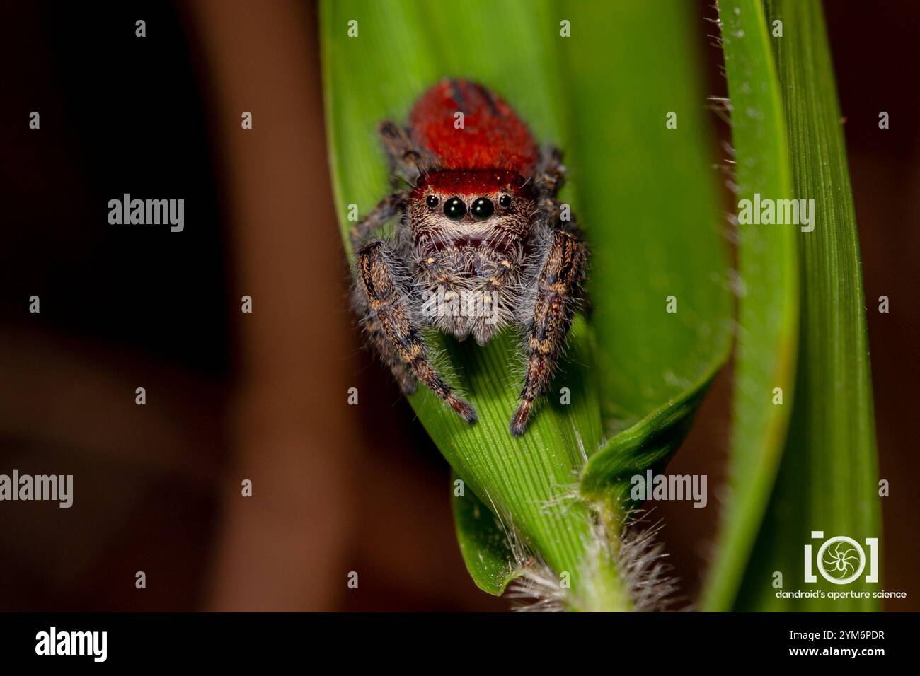 Phidippus cardinalis hi-res stock photography and images - Alamy