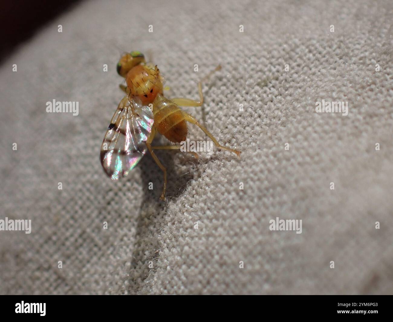 Rose Hip Fly (Rhagoletis basiola Stock Photo - Alamy