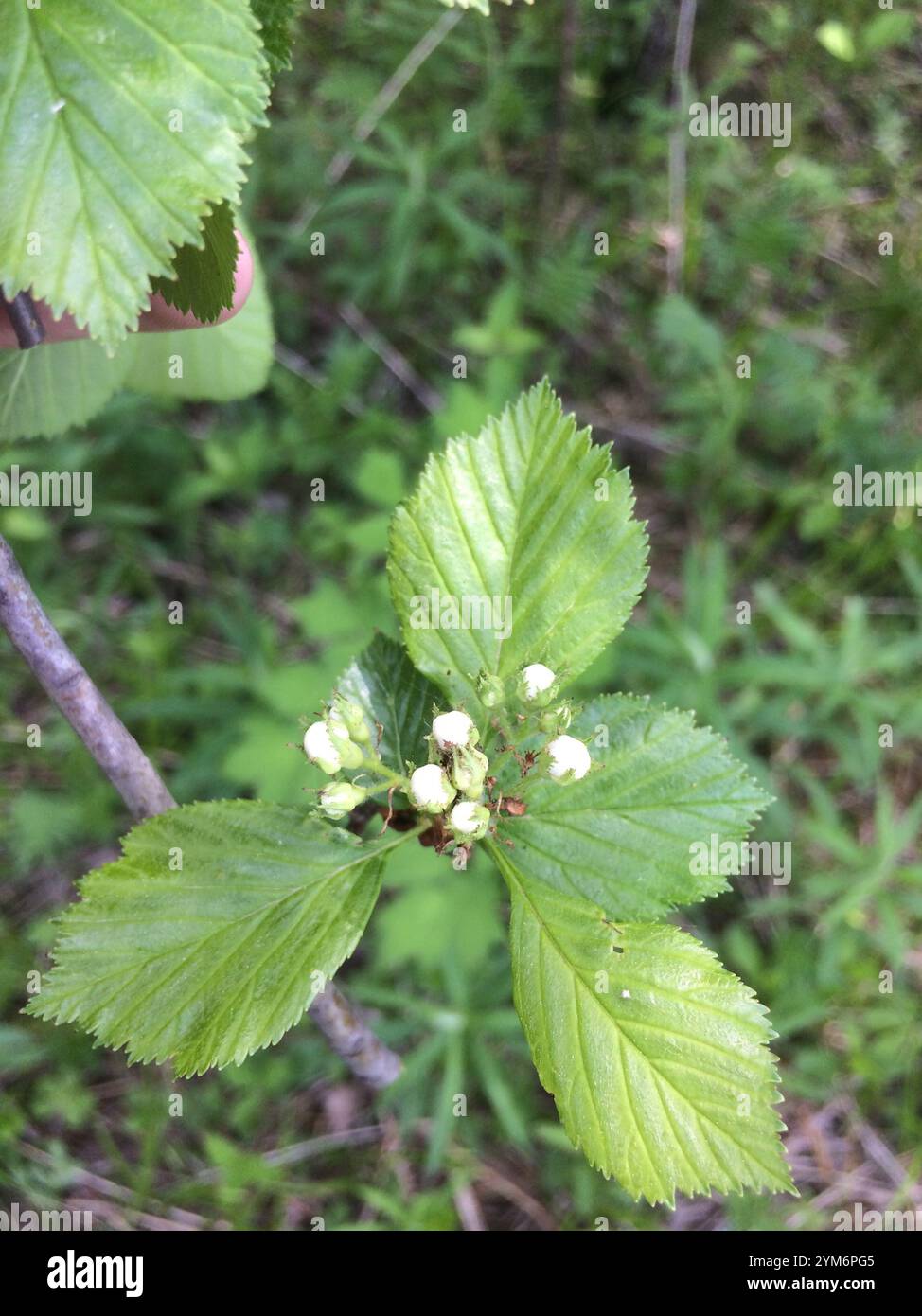Large-thorn hawthorn (Crataegus macracantha Stock Photo - Alamy