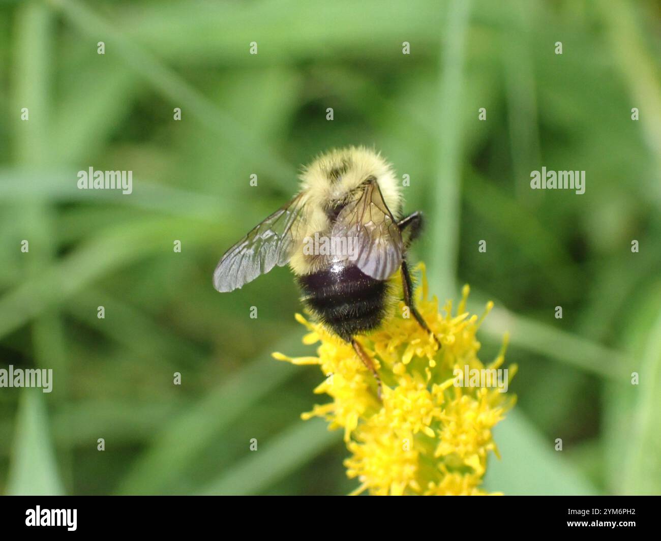 Half-black Bumble Bee (Bombus vagans Stock Photo - Alamy