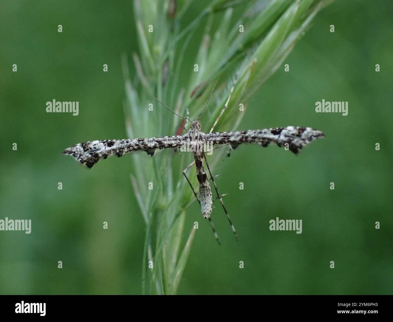 Geranium plume moth hi-res stock photography and images - Alamy