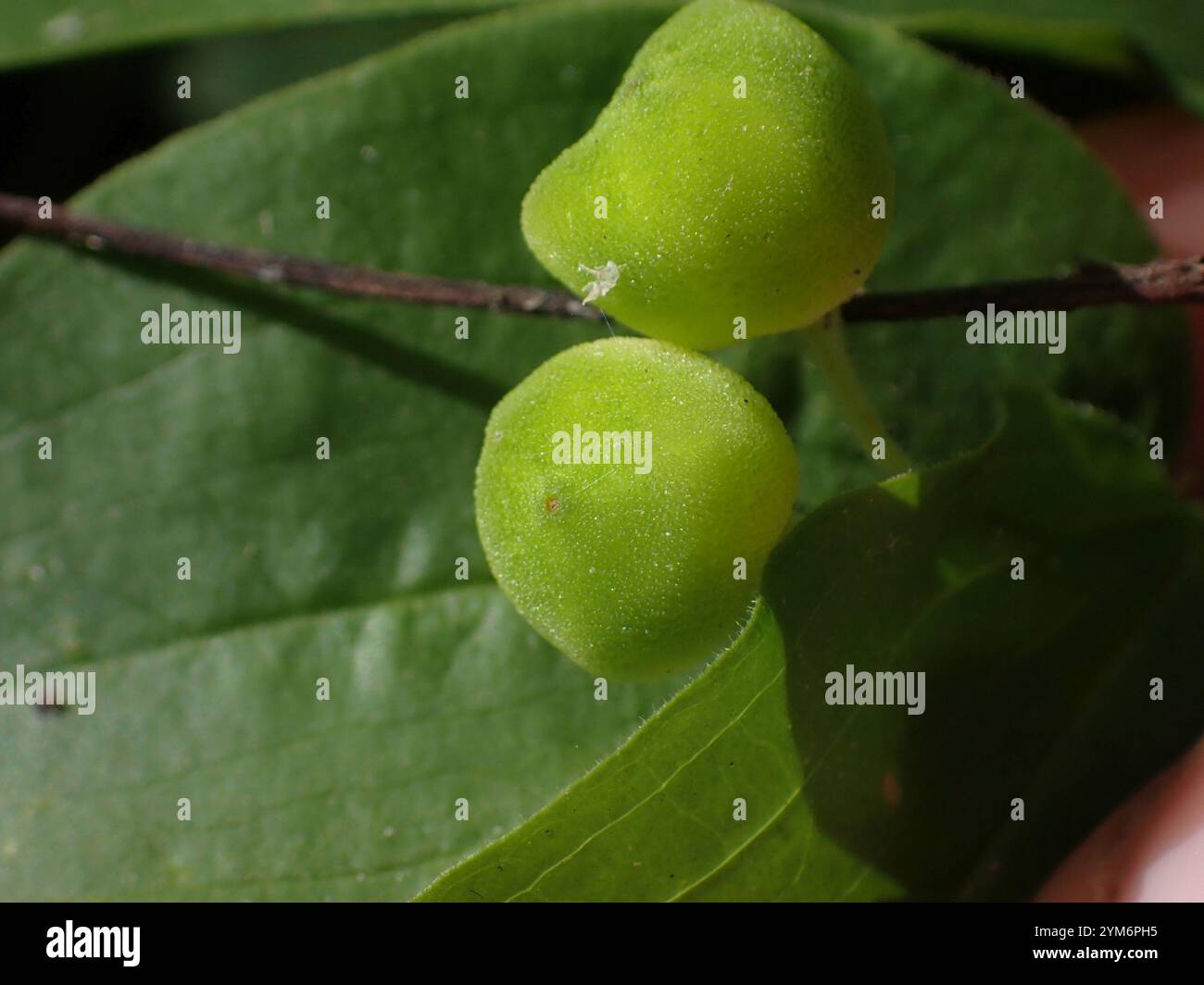rough-fruited fairybells (Prosartes trachycarpa Stock Photo - Alamy