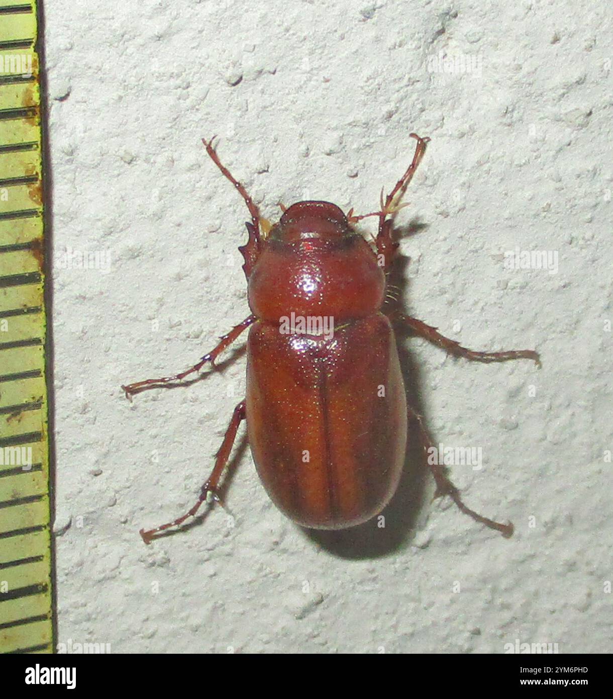 June beetles melolonthinae hi-res stock photography and images - Alamy