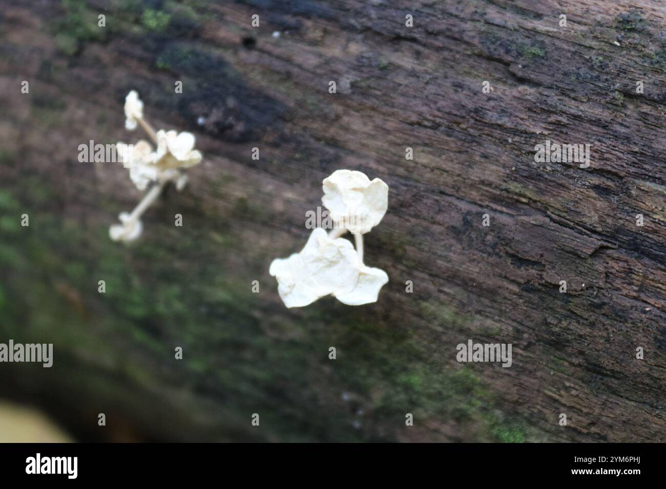 bladder stalks (Physalacria inflata Stock Photo - Alamy