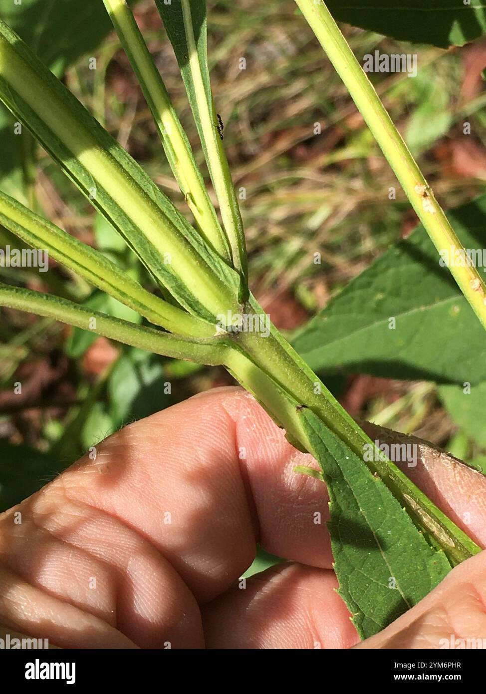 Yellow Crownbeard (Verbesina occidentalis Stock Photo - Alamy