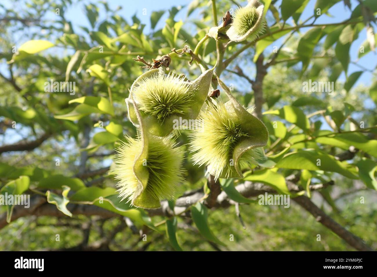 kiaat (Pterocarpus angolensis Stock Photo - Alamy
