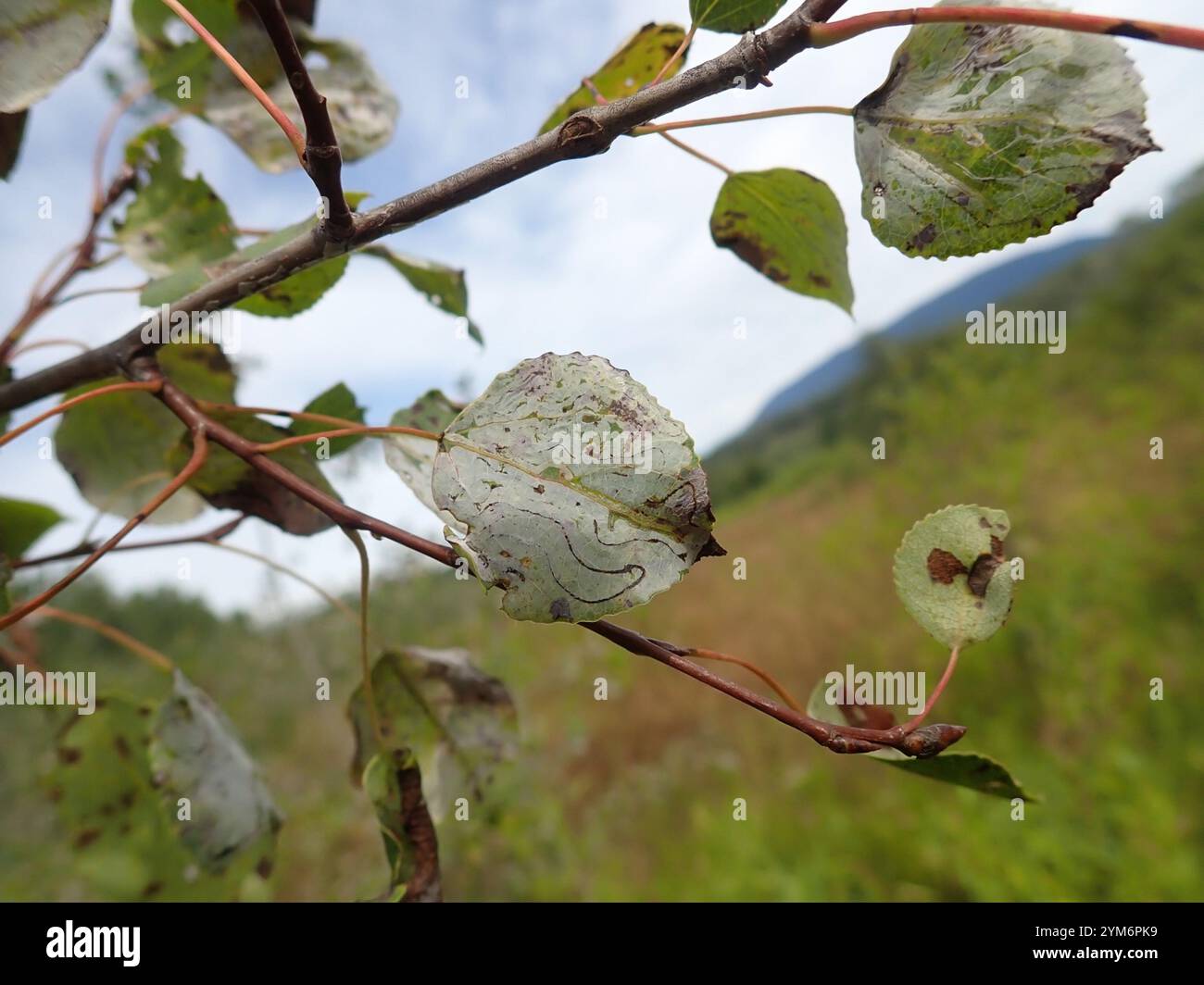 Aspen Serpentine Leafminer Moth (Phyllocnistis populiella Stock Photo ...