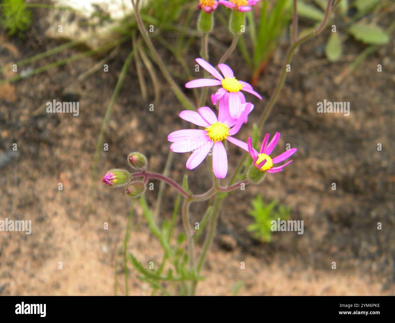 Senecio arenarius hi-res stock photography and images - Alamy