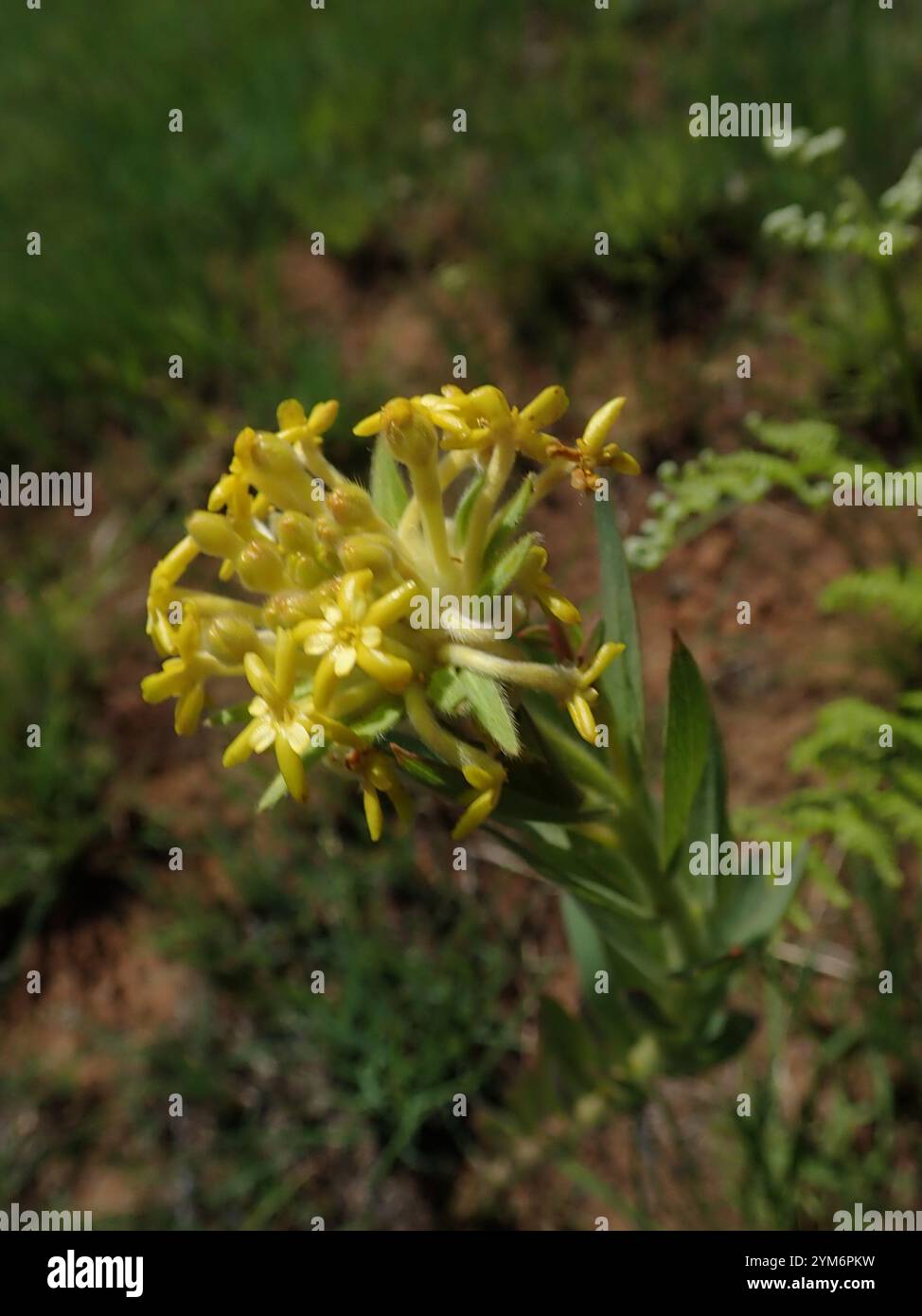Drakensberg Curryflower (Lasiosiphon polyanthus Stock Photo - Alamy