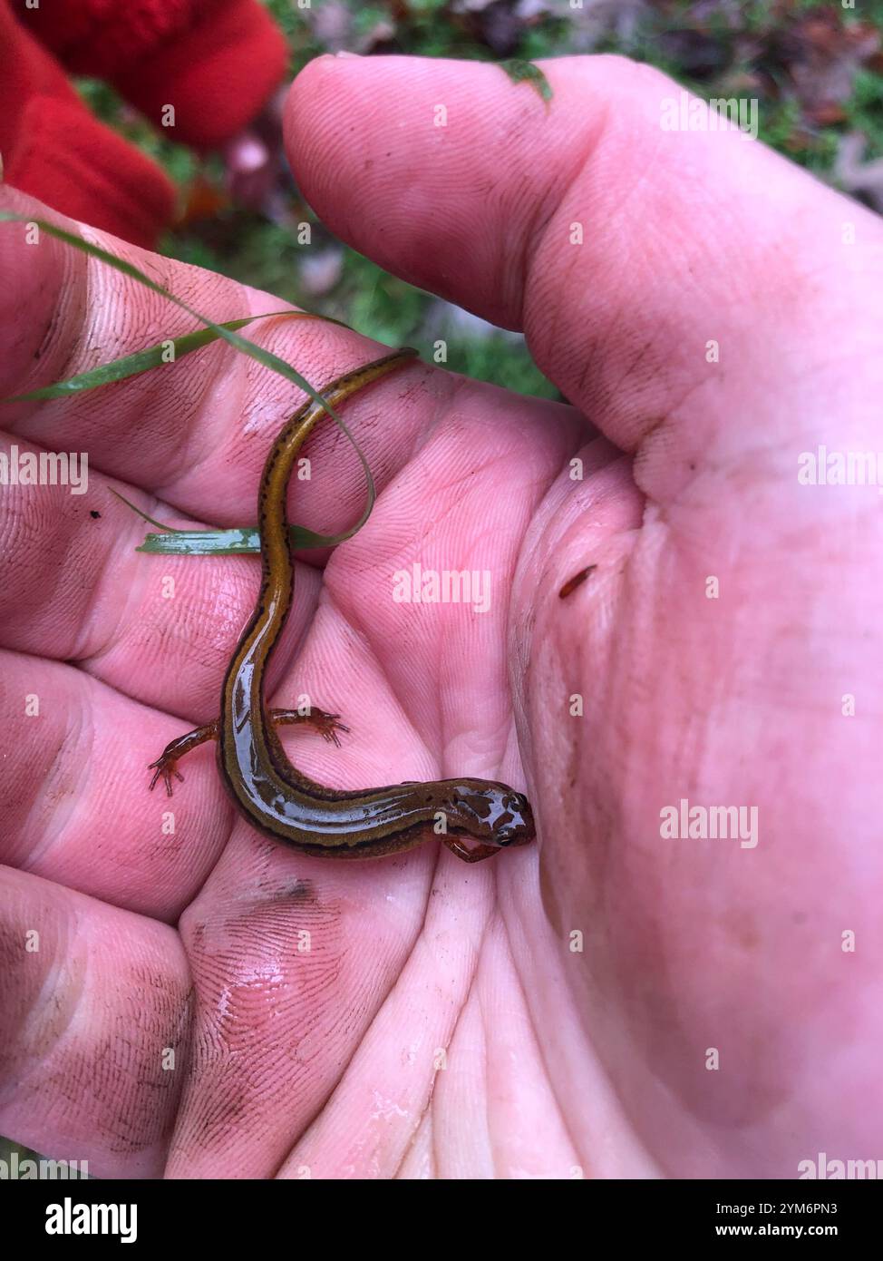 Southern Two-lined Salamander (Eurycea cirrigera Stock Photo - Alamy