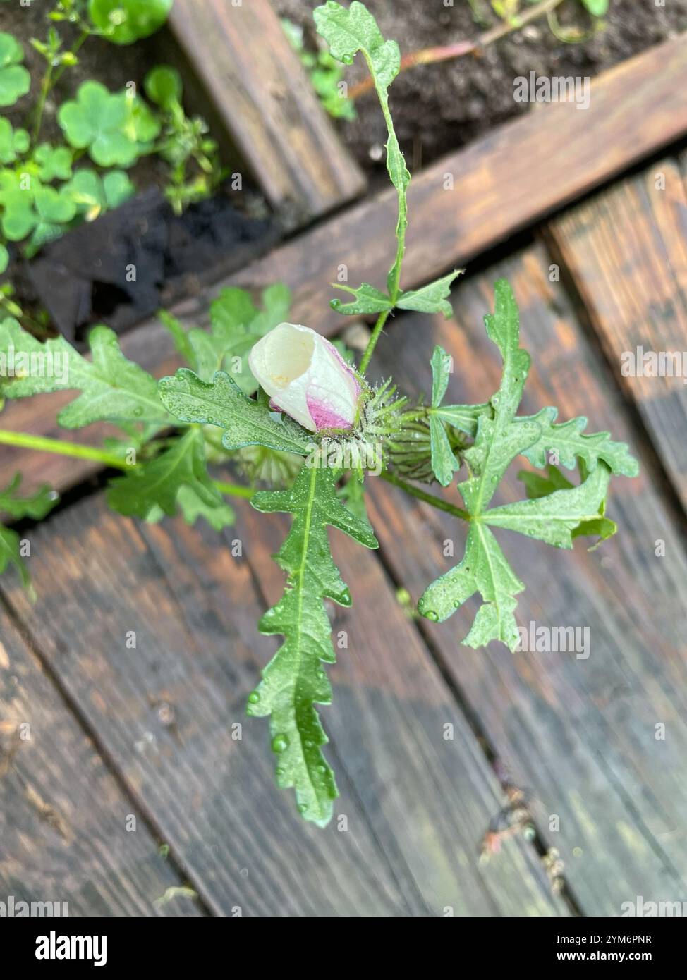 flower-of-an-hour (Hibiscus trionum Stock Photo - Alamy