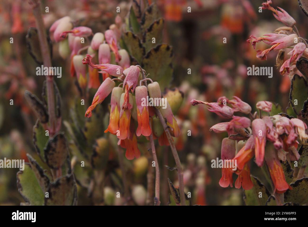 Kalanchoe kalanchoe laxiflora hi-res stock photography and images - Alamy
