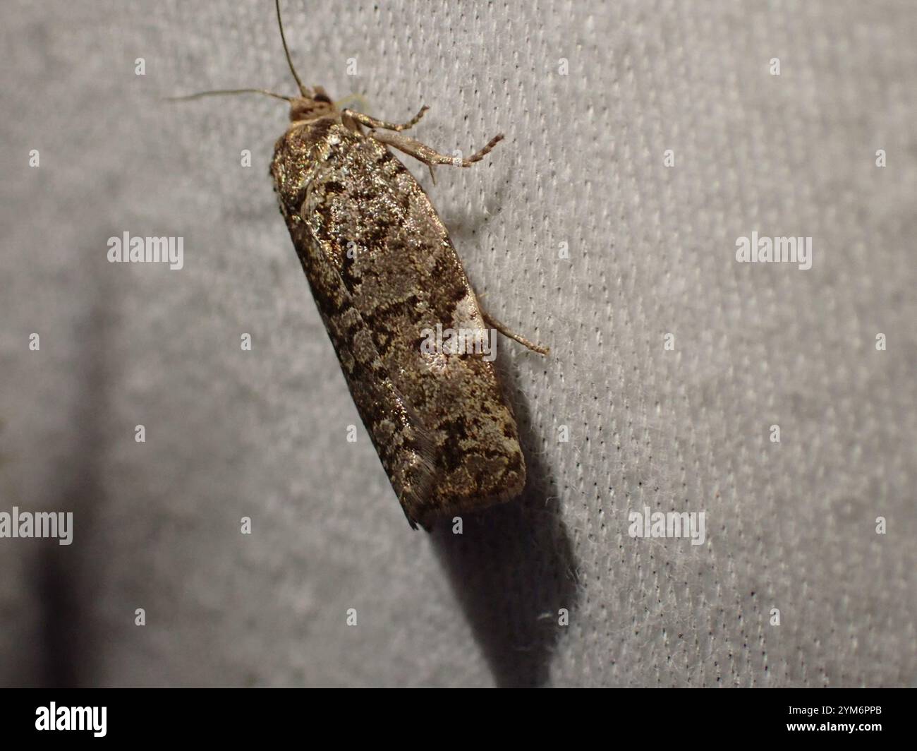Tortricid Leafroller Moths (Tortricidae Stock Photo - Alamy