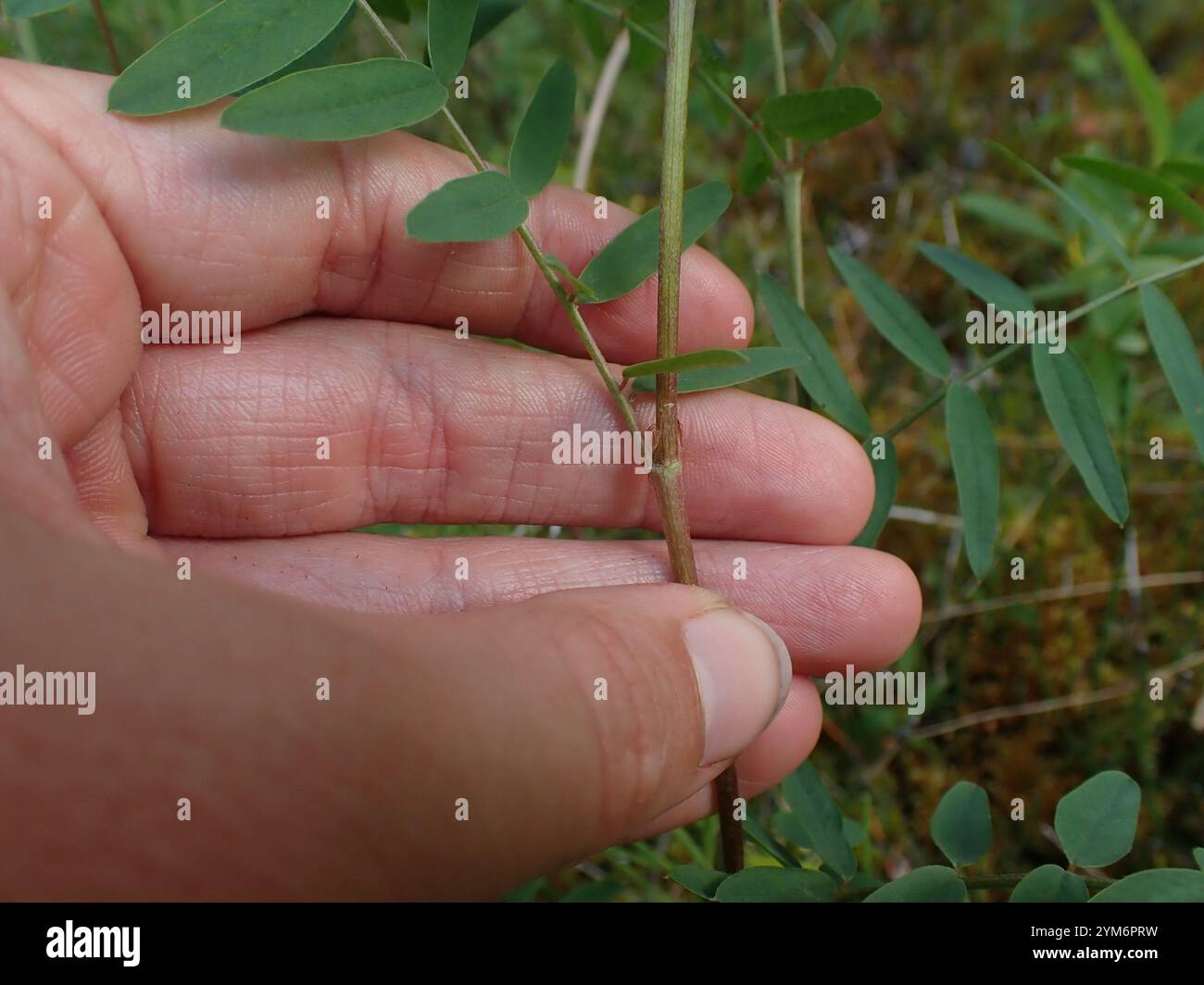 Alpine Sweet-vetch (Hedysarum alpinum Stock Photo - Alamy
