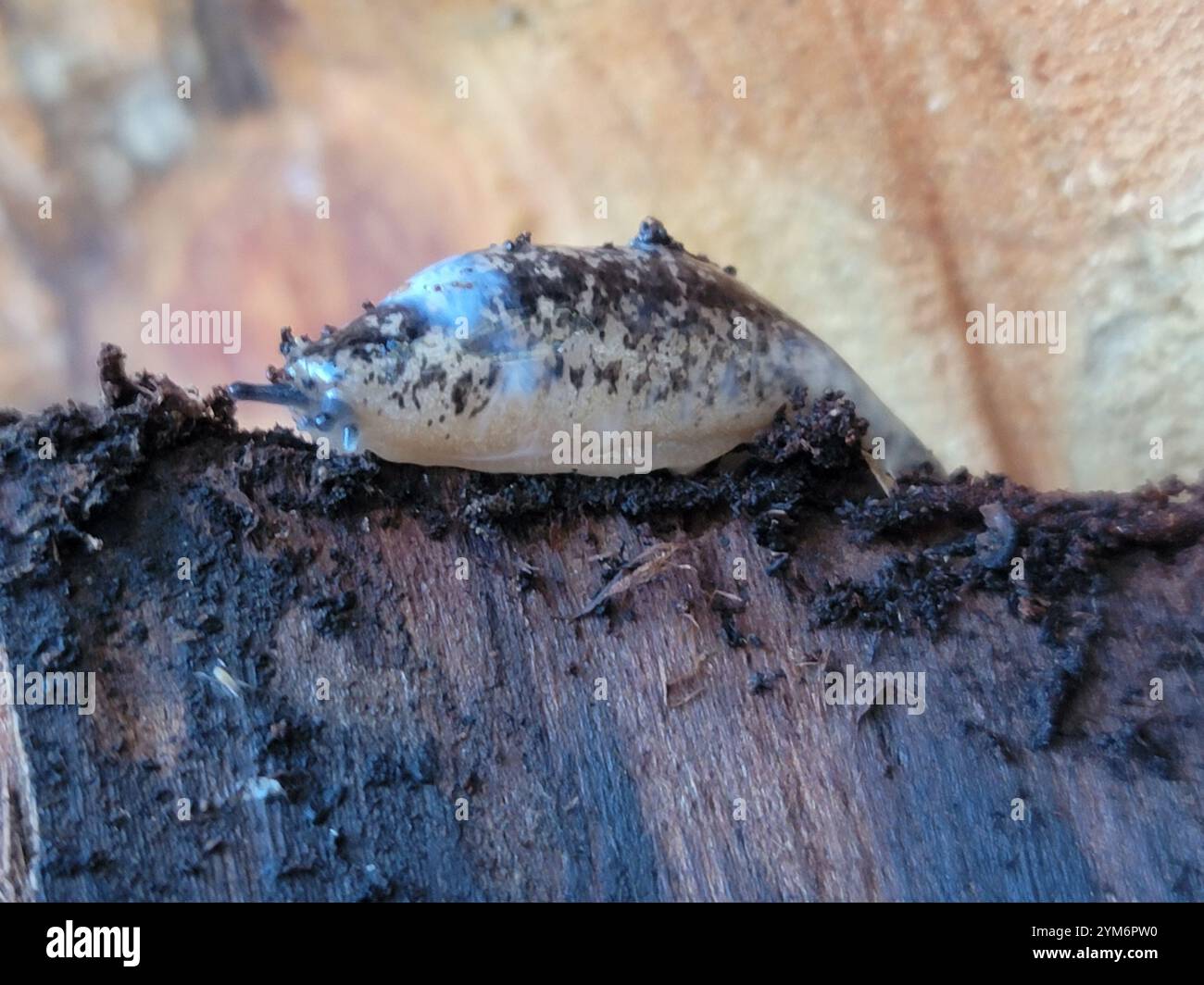 Carolina Mantleslug (Philomycus carolinianus Stock Photo - Alamy