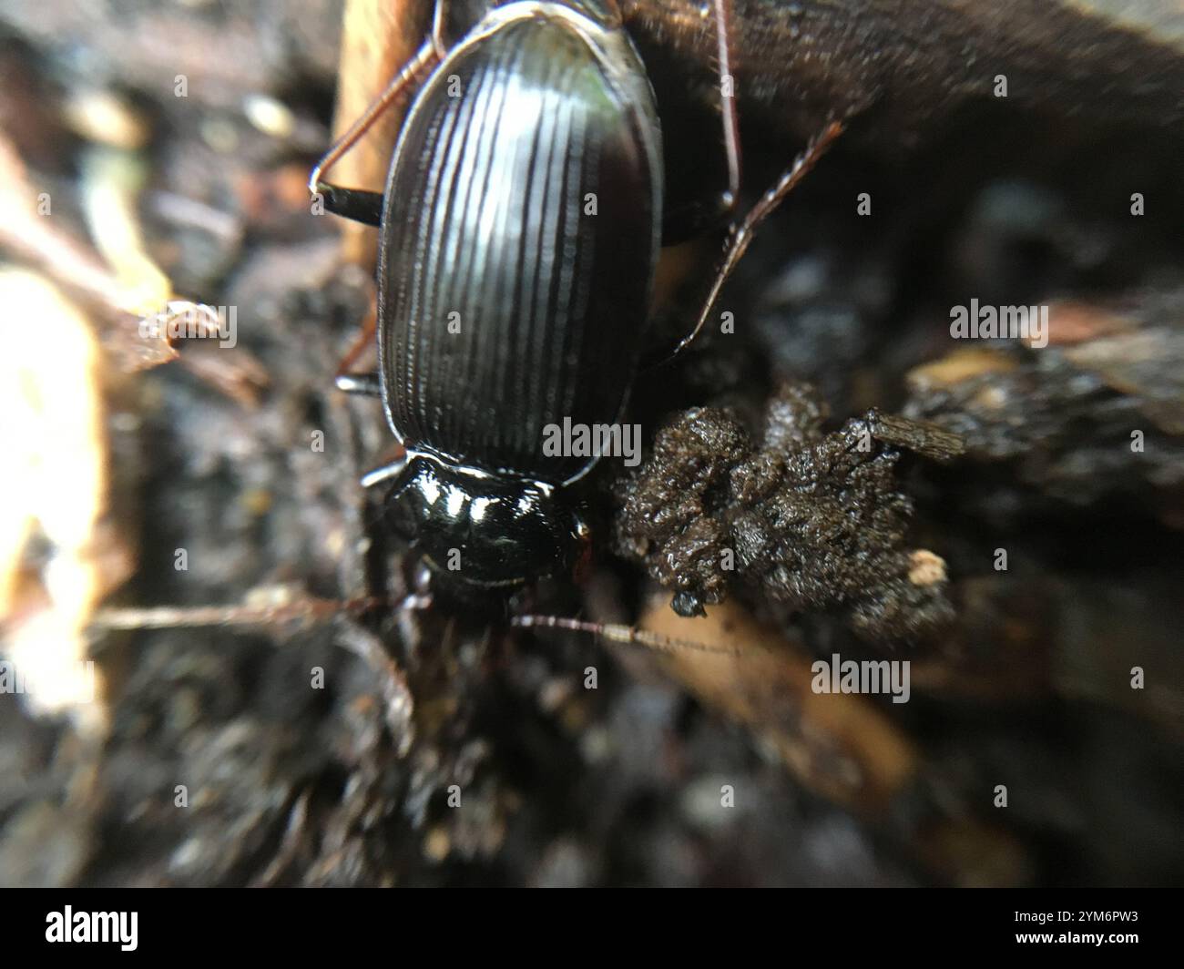 European Gazelle Beetle (Nebria brevicollis Stock Photo - Alamy