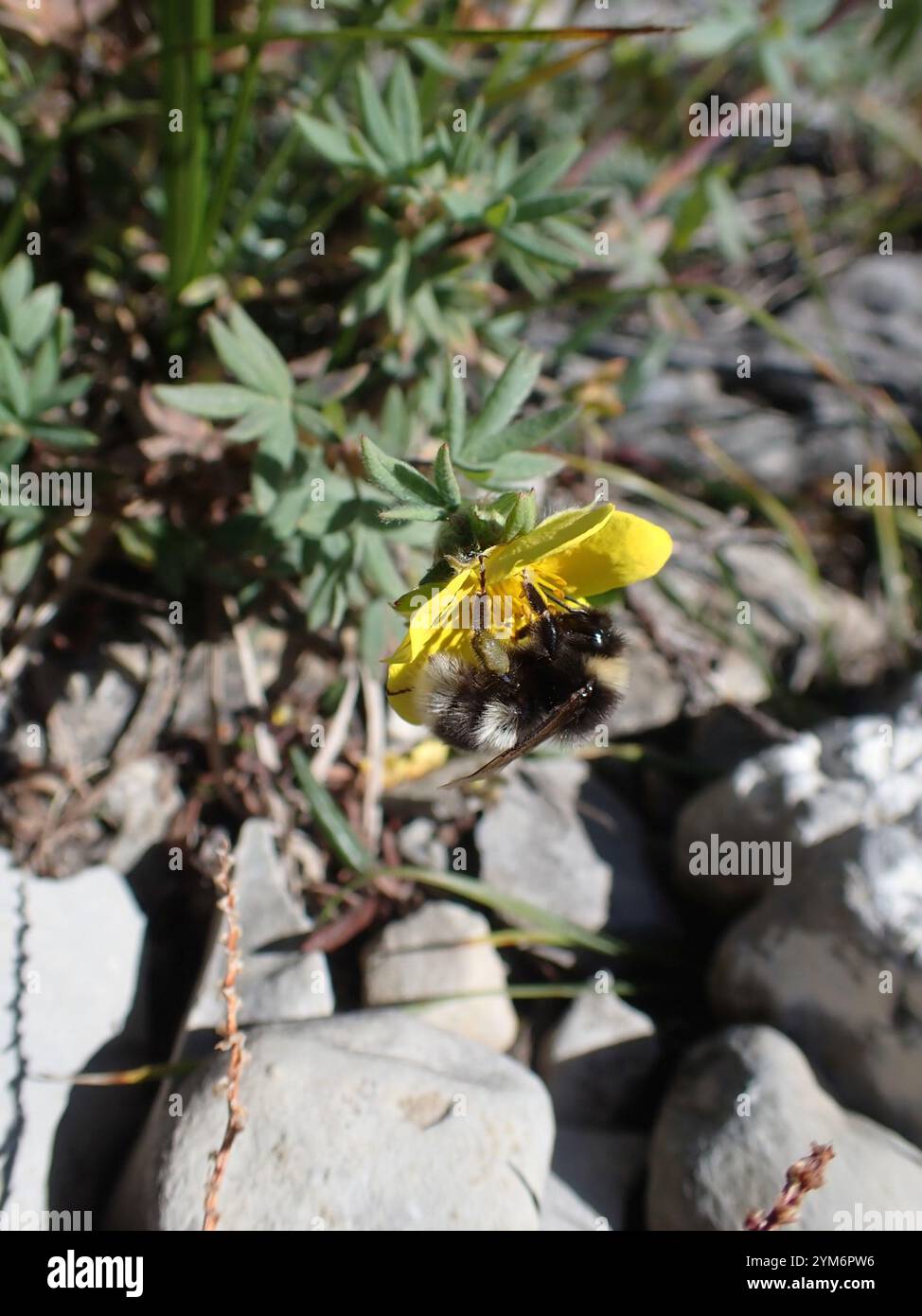 Cryptic Bumble Bee (Bombus cryptarum Stock Photo - Alamy