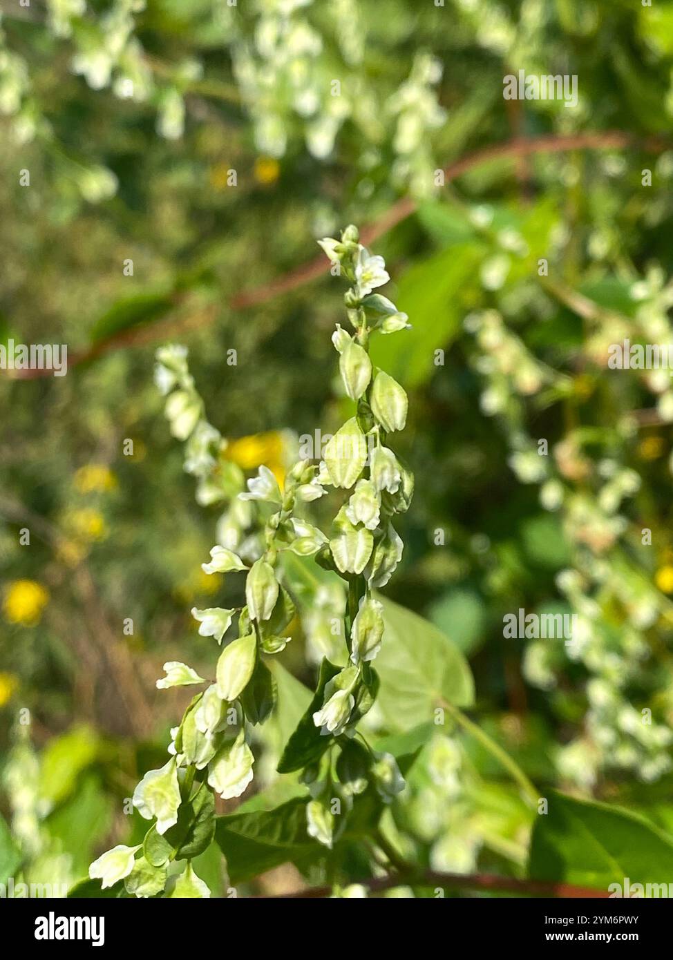 climbing false buckwheat (Fallopia scandens Stock Photo - Alamy