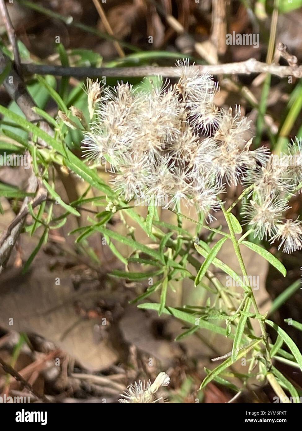 hyssopleaf thoroughwort (Eupatorium hyssopifolium Stock Photo - Alamy