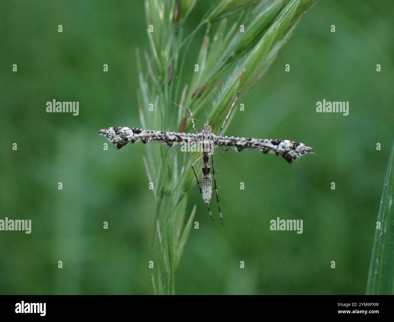 Geranium moth hi-res stock photography and images - Alamy