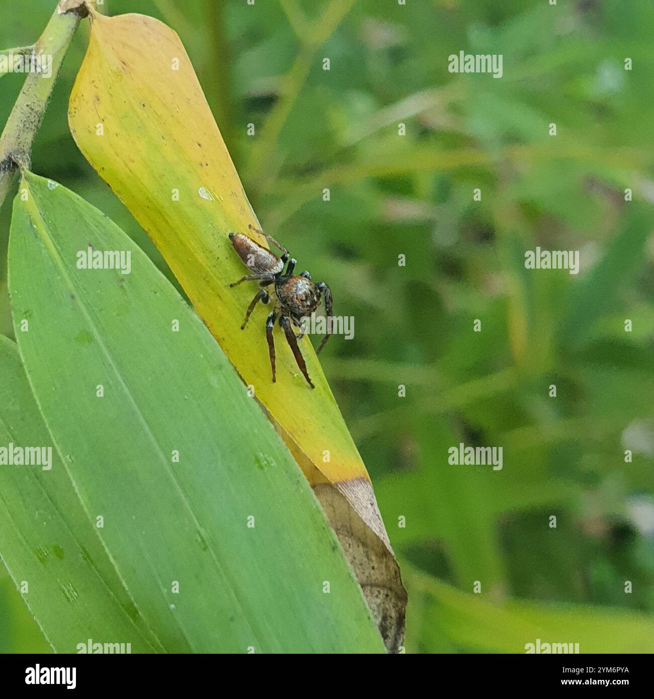 Garden Jumping Spiders (Opisthoncus Stock Photo - Alamy