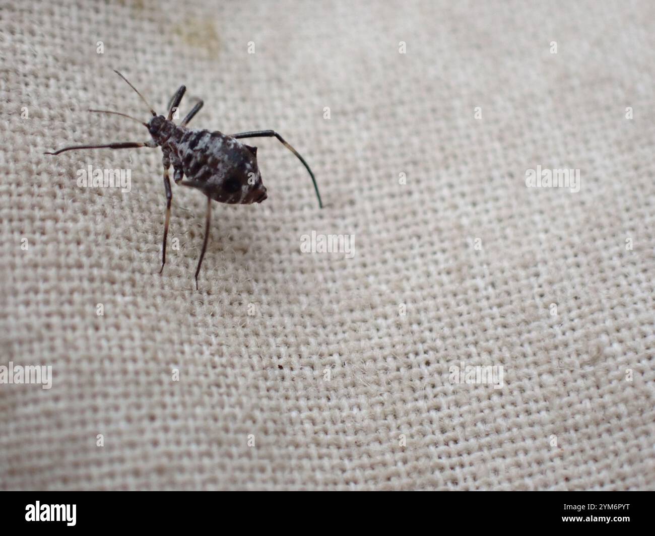 Giant Conifer Aphids (Cinara Stock Photo - Alamy